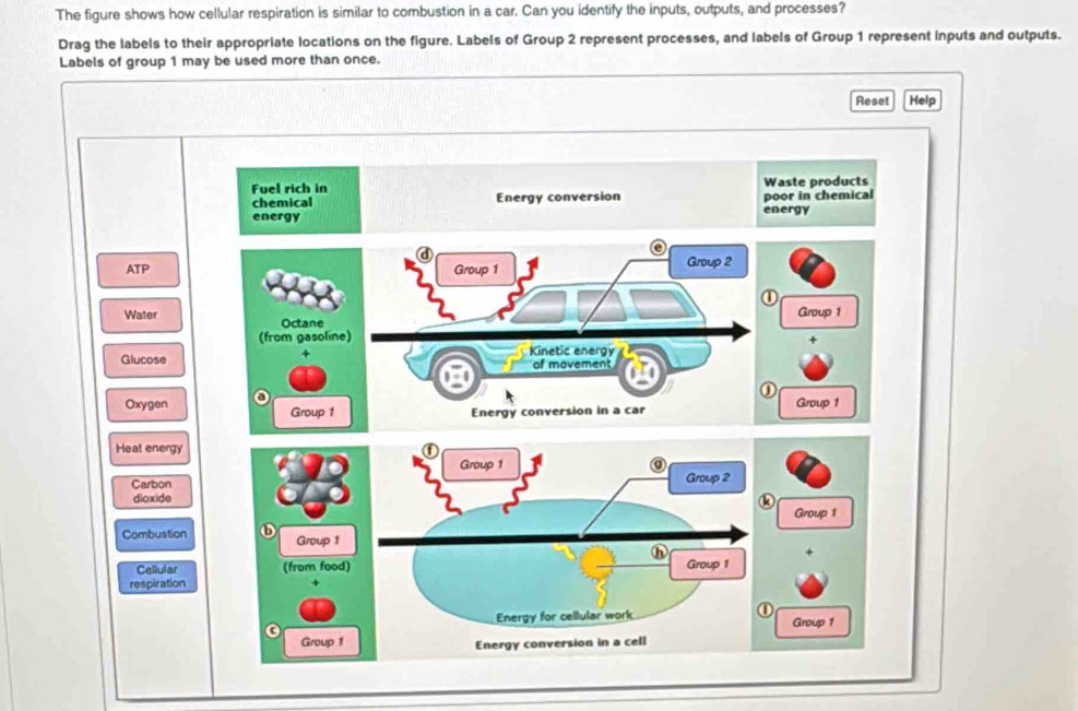 Solved: The figure shows how cellular respiration is similar to ...