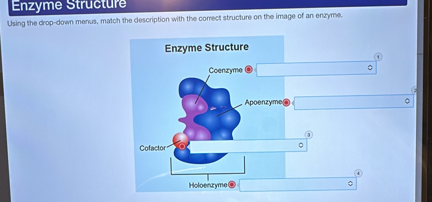 Solved: Enzyme Structure Using the drop-down menus, match the description with the correct ...