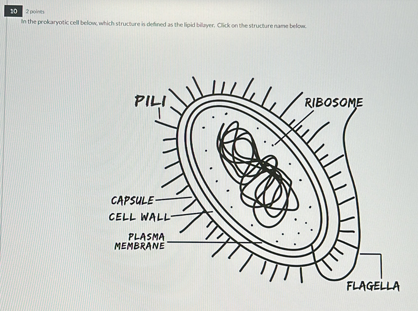 Solved: 10 2 points In the prokaryotic cell below, which structure is ...