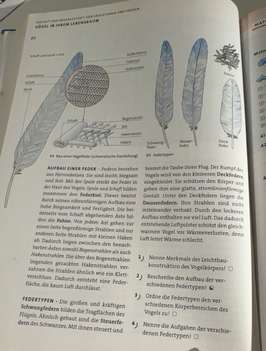 Gelöst:Vielfalt und Angepasstheit von säugetieren und Vögeln mat Vögel ...