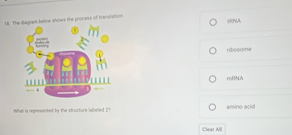 Solved: The diagram below shows the process of translation. tRNA ...