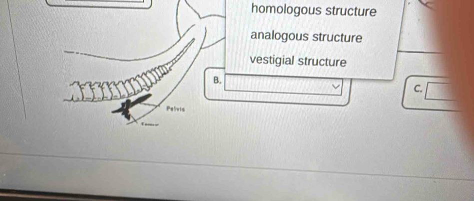Solved: homologous structure analogous structure vestigial structure B. C. Pelvis [Biology]