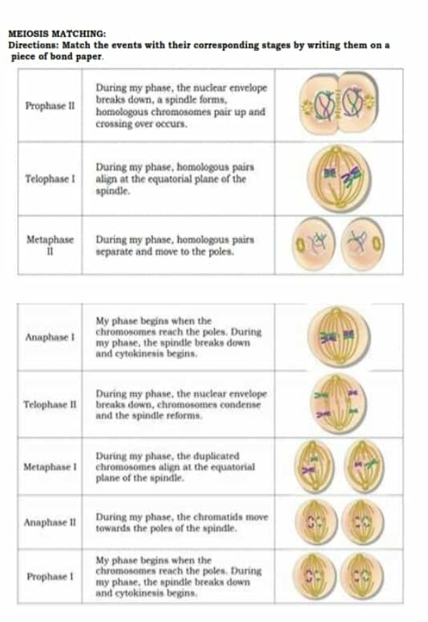 Solved: MEIOSIS MATCHING: Directions: Match the events with their ...