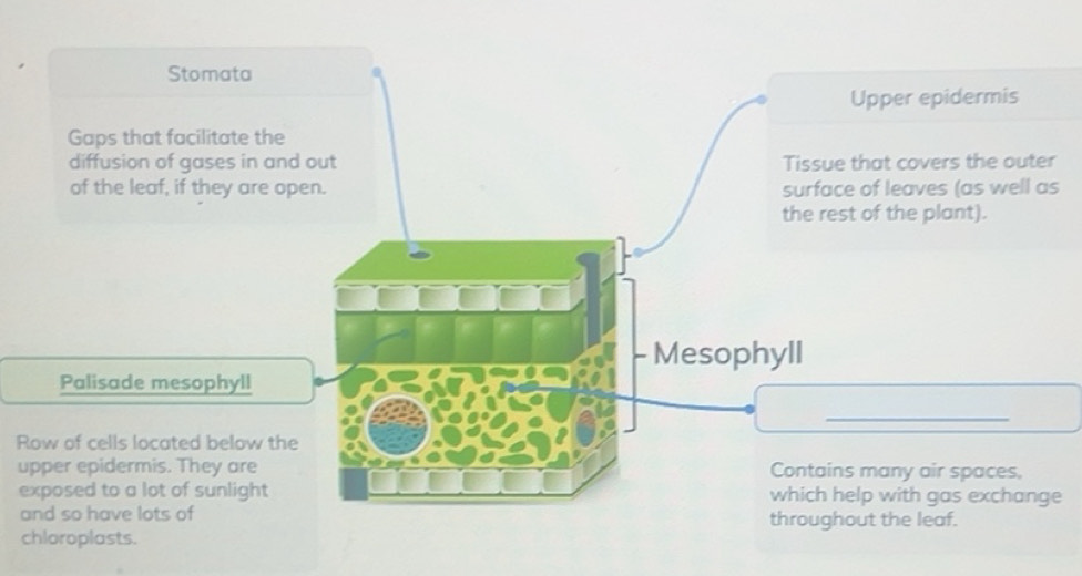 Solved: Stomata Upper epidermis Gaps that facilitate the diffusion of ...