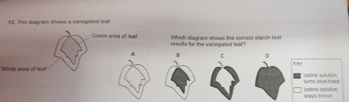 Solved: The diagram shows a variegated leaf. Green area of leaf Which ...