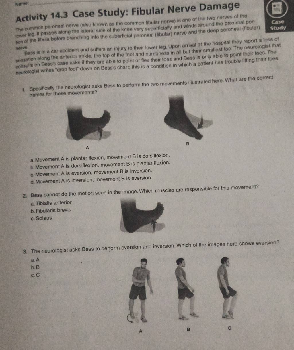 Solved: Name: _ Activity 14.3 Case Study: Fibular Nerve Damage The ...