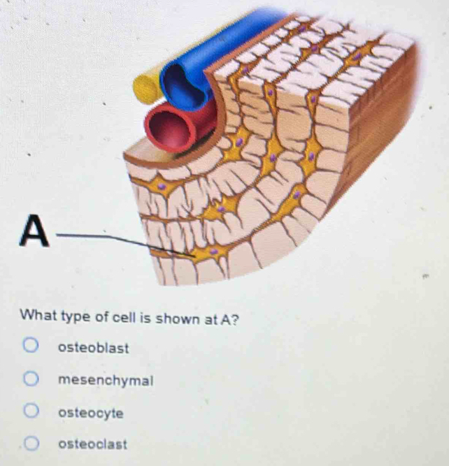 Solved: cell is shown at A? osteoblast mesenchymal osteocyte osteoclast ...