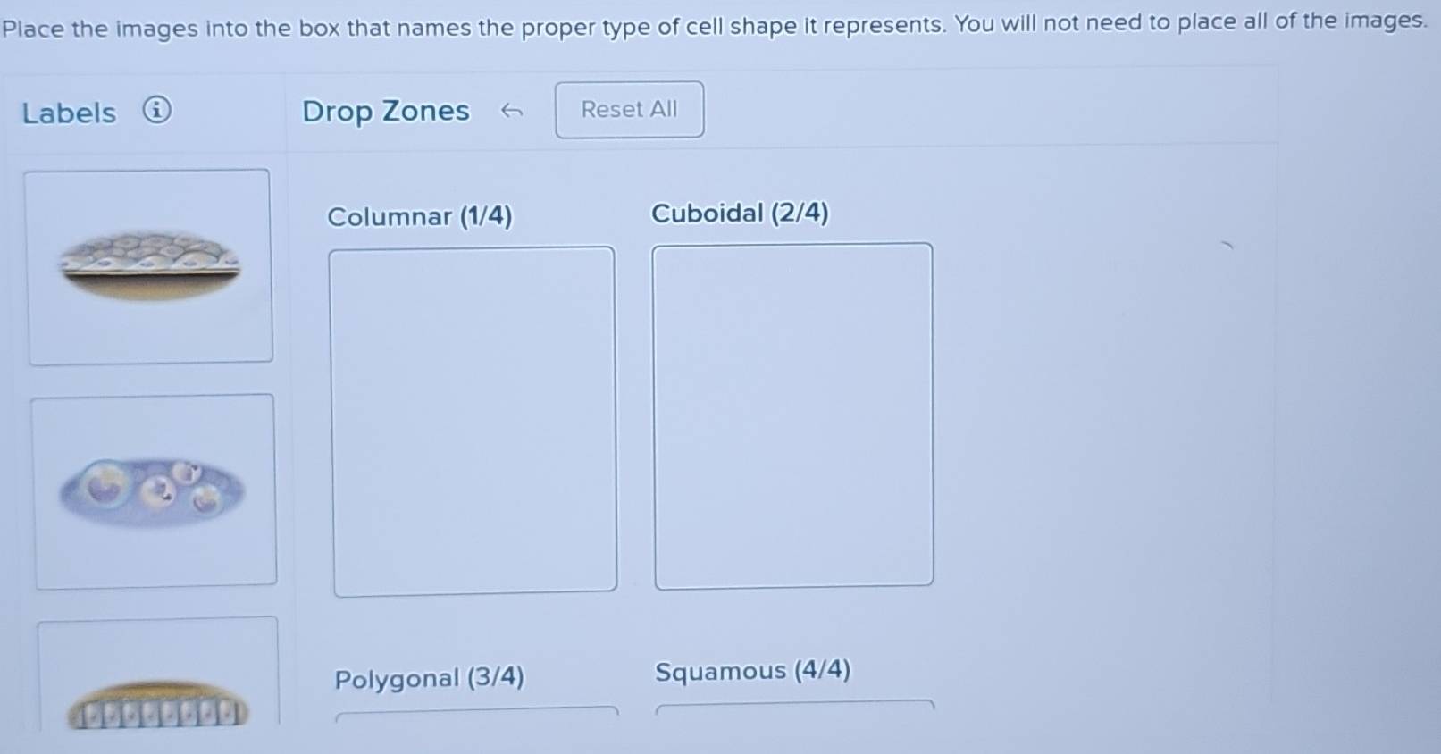 Solved: Place the images into the box that names the proper type of ...