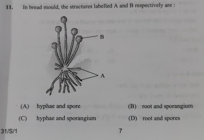 Solved: In bread mould, the structures labelled A and B respectively are : (A) hyphae and spore ...