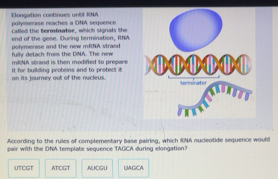 Solved: Elongation continues until RNA polymerase reaches a DNA ...