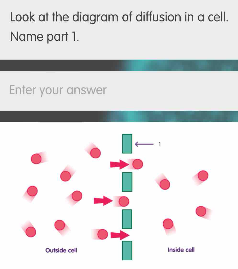 Solved: Look at the diagram of diffusion in a cell. Name part 1. Enter ...