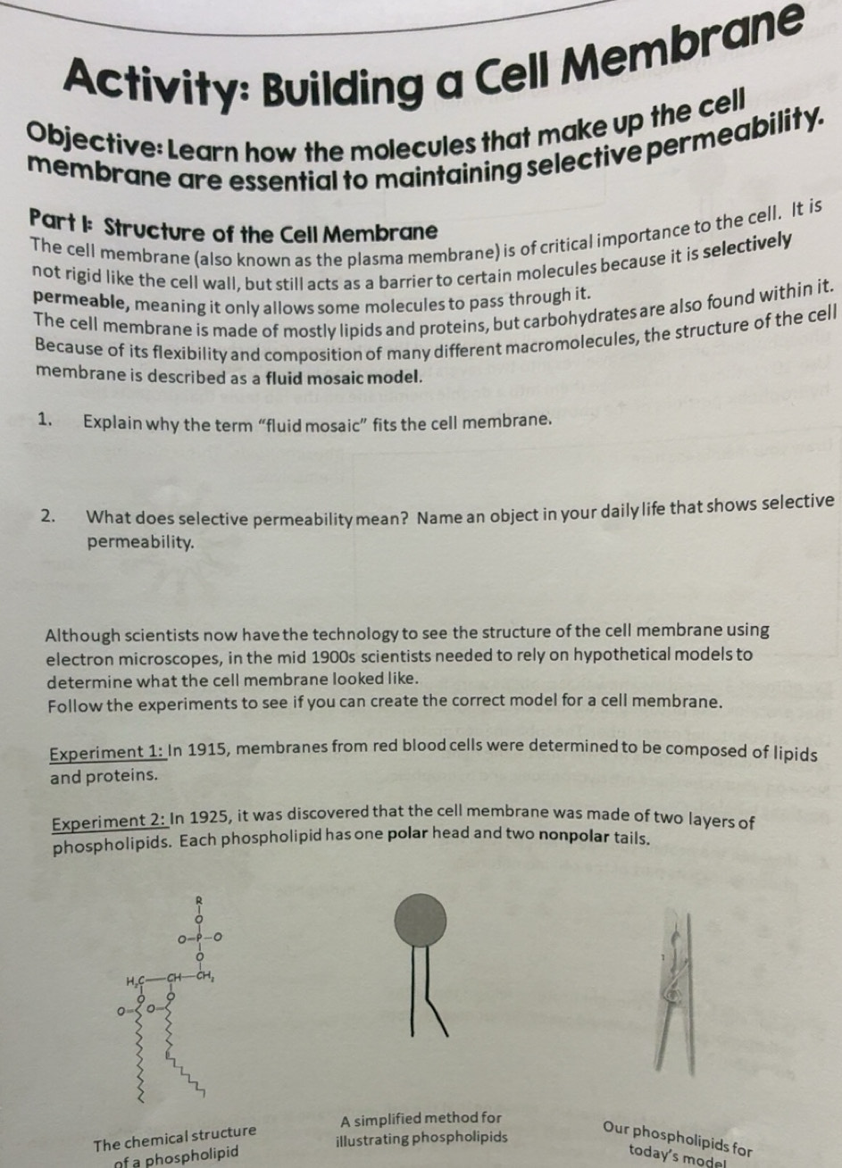 Résolu :Activity: Building a Cell Membrane Objective: Learn how the ...