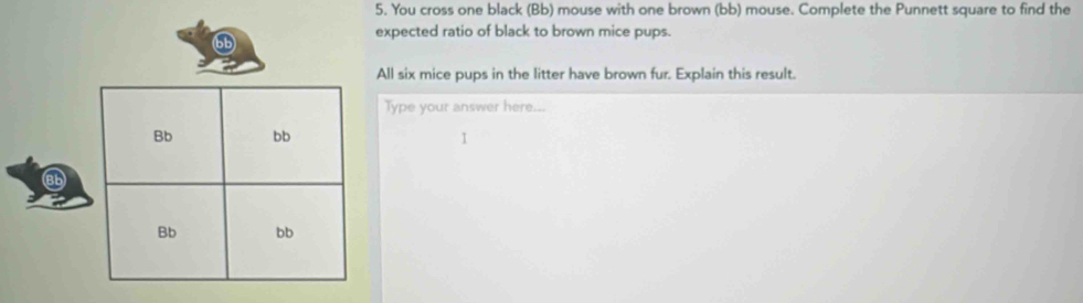 Solved: You cross one black (Bb) mouse with one brown (bb) mouse ...