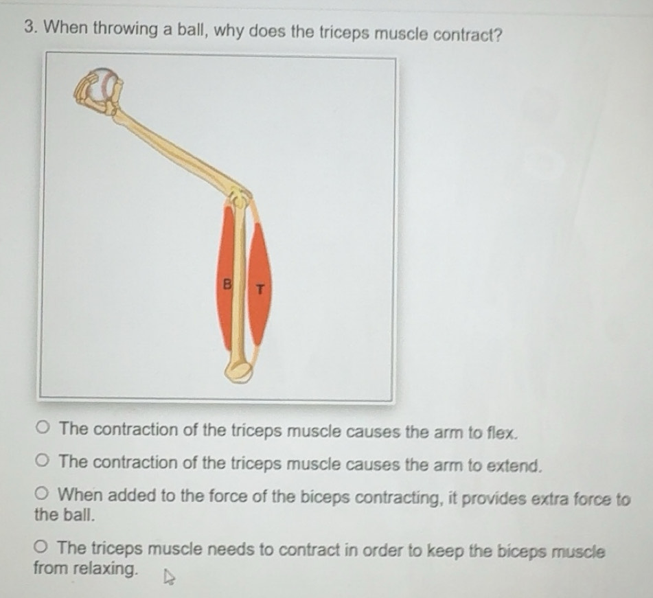 Solved: When throwing a ball, why does the triceps muscle contract? The ...