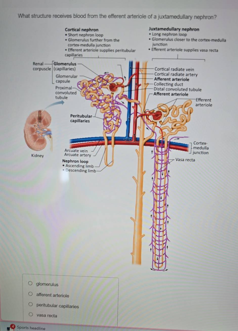 Solved: What structure receives blood from the efferent arteriole of a ...