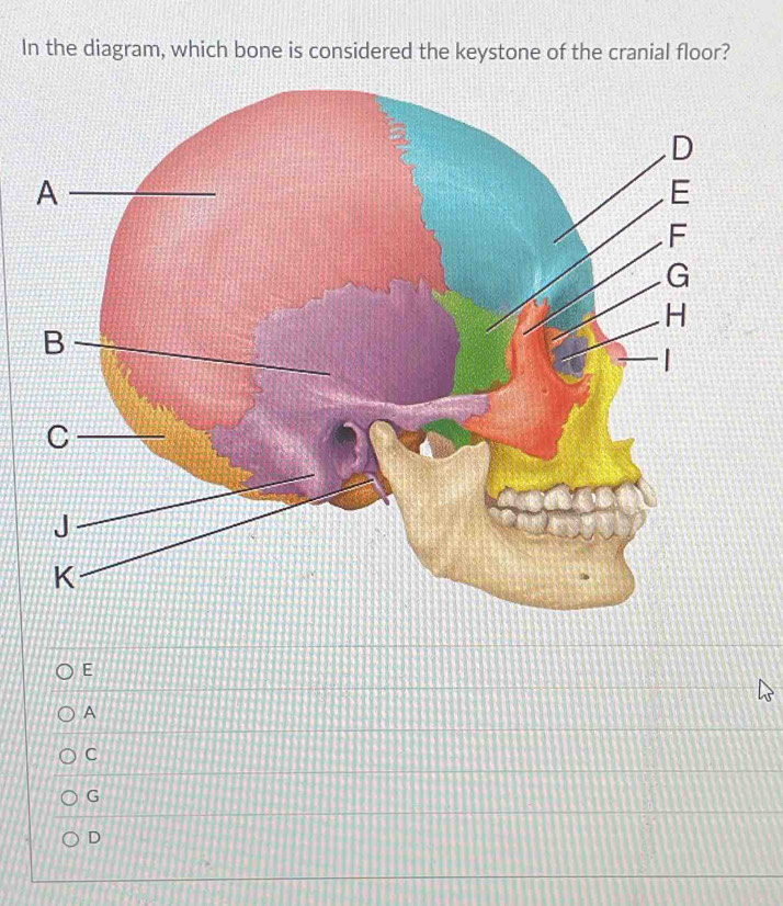 Solved: In the diagram, which bone is considered the keystone of the cranial floor? E A C G D ...