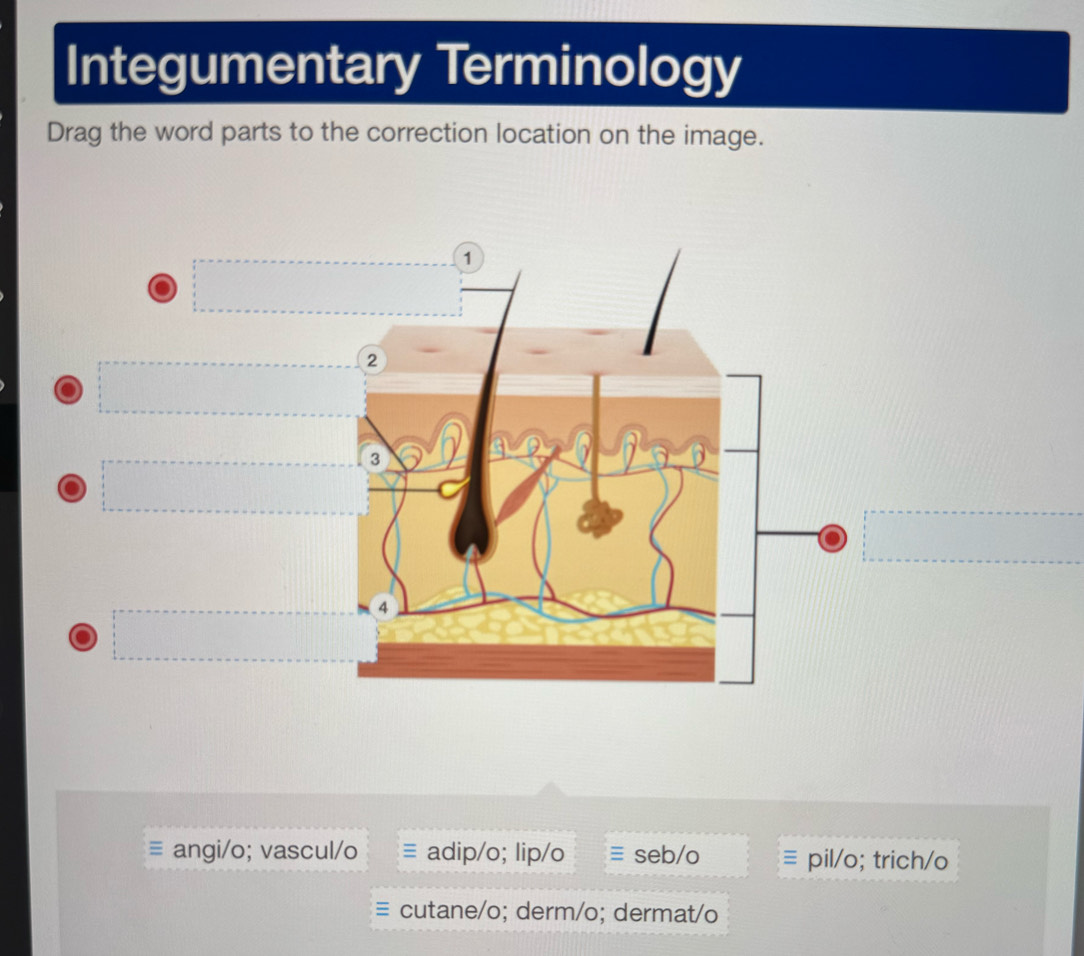 Solved: Integumentary Terminology Drag the word parts to the correction ...
