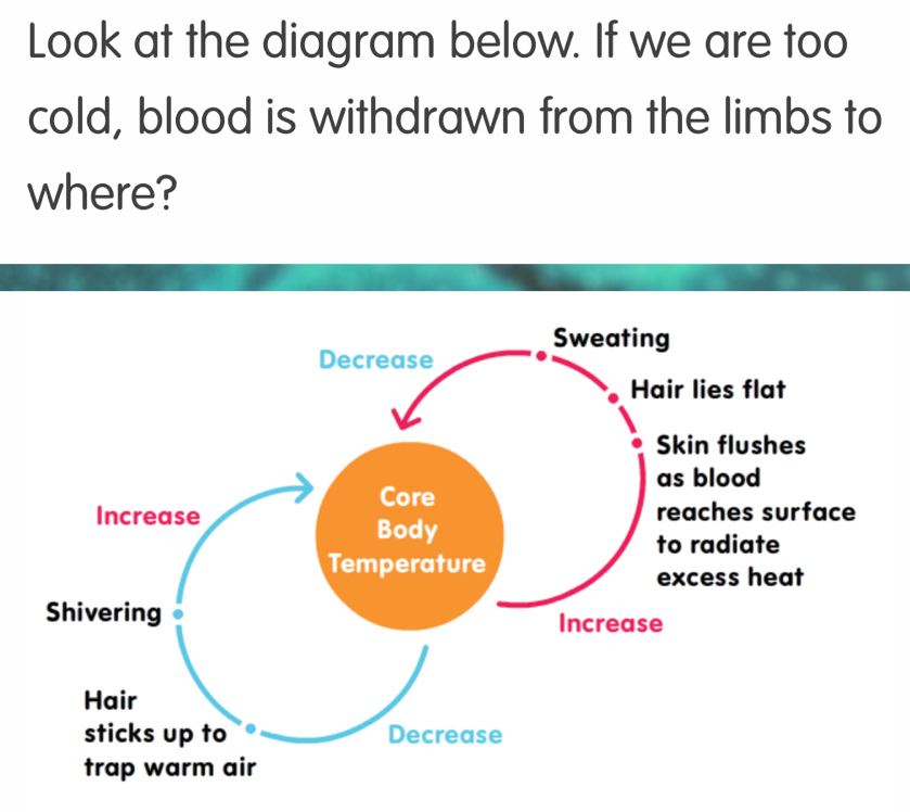 Solved: Look at the diagram below. If we are too cold, blood is ...