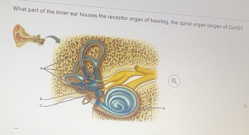 Solved: What part of the inner ear houses the receptor organ ofe spiral ...