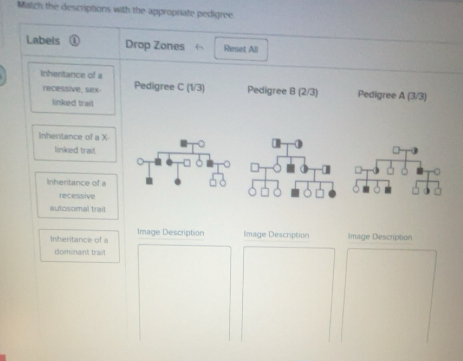 Solved: Match the descriptions with the appropriate pedigree. Labels ...
