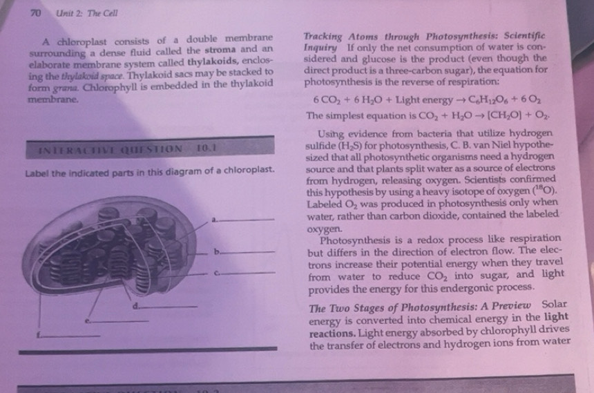 Solved: The Cell A chloroplast consists of a double membrane Tracking ...