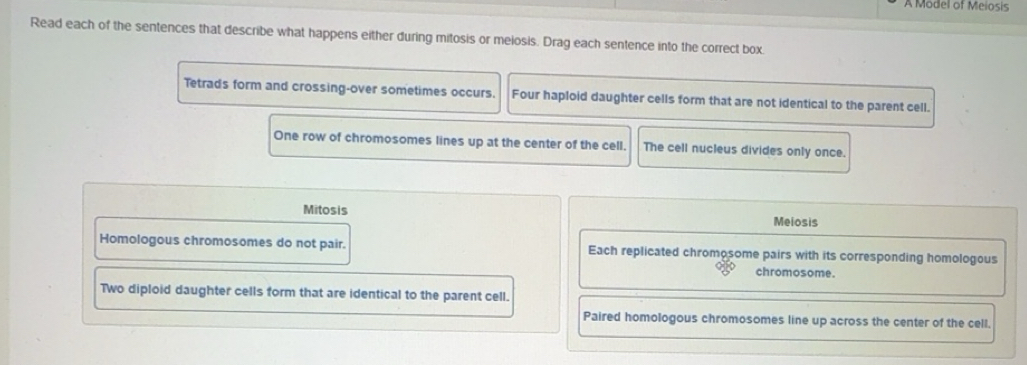 Solved: A Model of Meiosis Read each of the sentences that describe ...