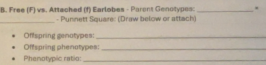 Solved: Free (F) vs. Attached (f) Earlobes - Parent Genotypes ...