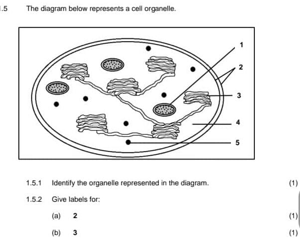 Solved: .5 The diagram below represents a cell organelle. 1.5.1 ...