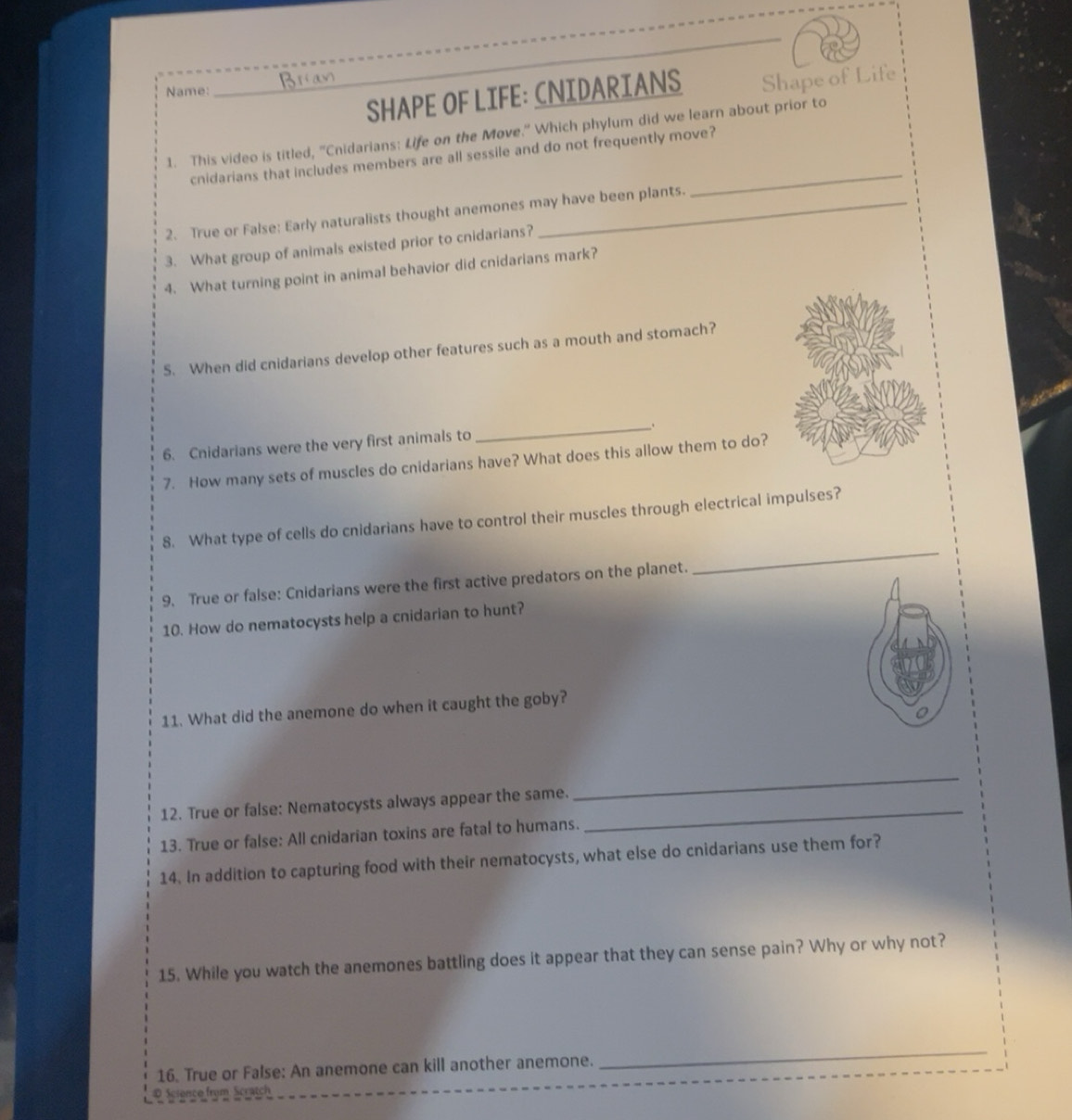 Solved: SHAPE OF LIFE: CNIDARIANS Shape of Life Name: 1. This video is ...