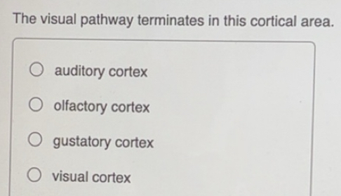 Solved: The visual pathway terminates in this cortical area. auditory ...