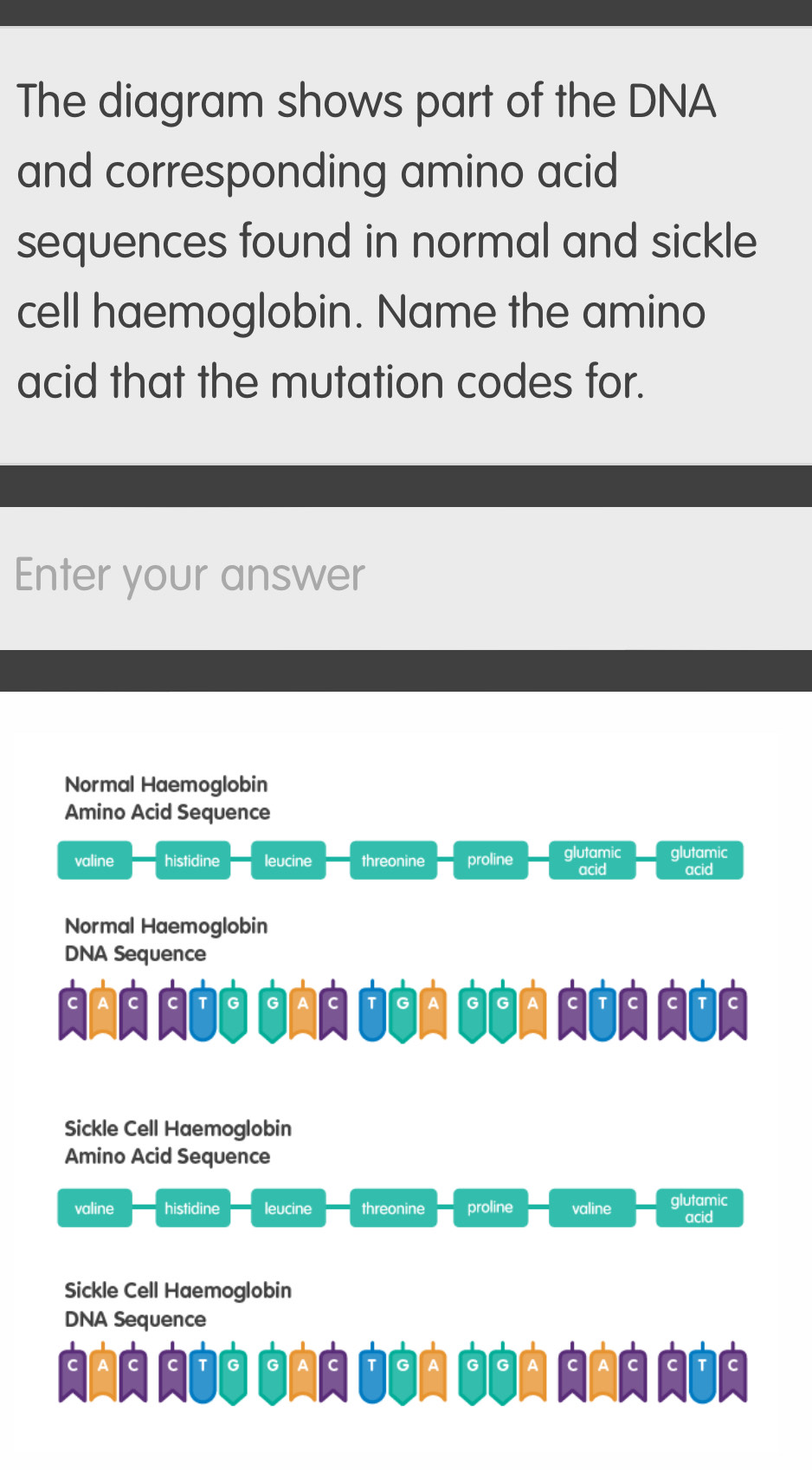 Solved: The diagram shows part of the DNA and corresponding amino acid ...