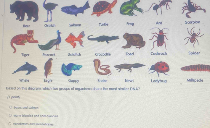 Solved: bears and salmon warm-blooded and cold-blooded vertebrates and ...