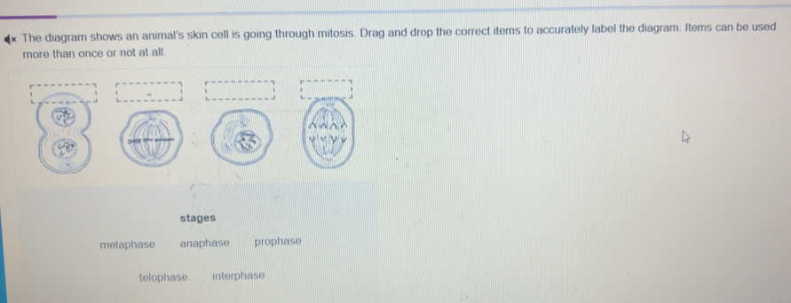 Solved: The diagram shows an animal's skin cell is going through ...