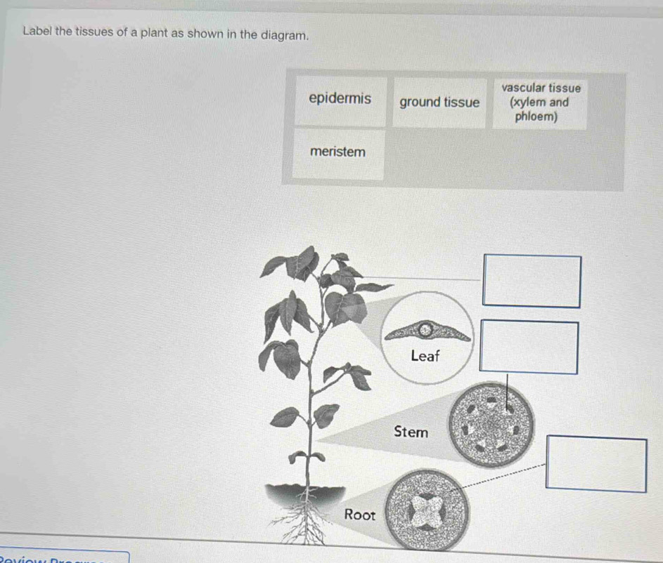Solved: Label the tissues of a plant as shown in the diagram. vascular ...