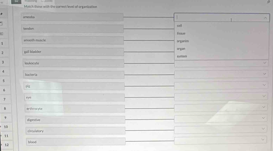 Solved: Match these with the correct level of organization ameoba 1 1 ...