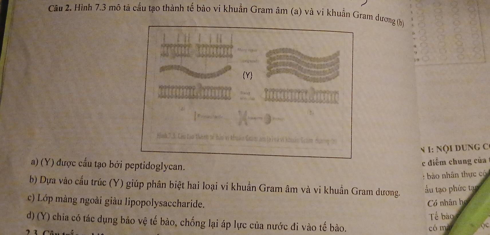 Giải quyết:Hình 7.3 mô tả cấu tạo thành tế bào vi khuẩn Gram âm (a) và ...