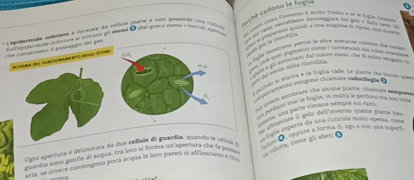 Risolto:arché cadono le fogué * L'epidermide inferiore é formata da ...