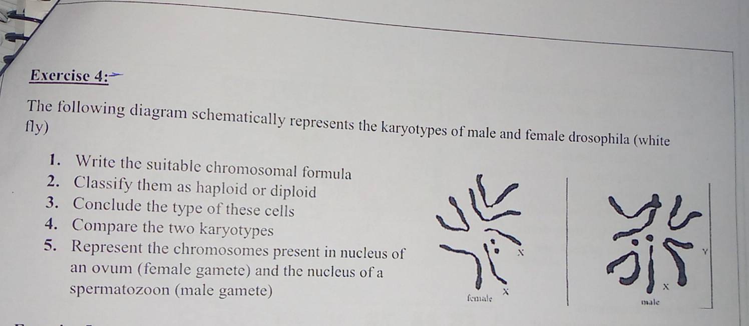 Solved: The following diagram schematically represents the karyotypes ...