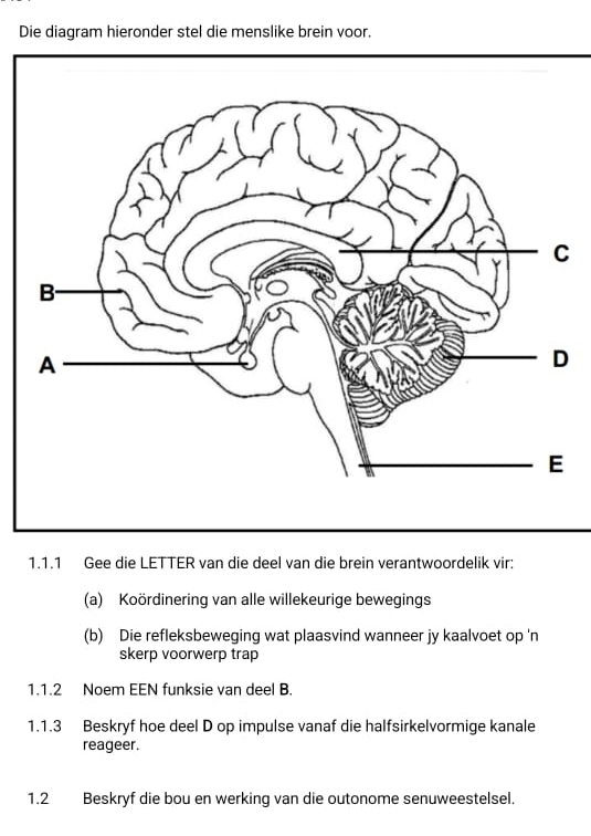 Solved: Die diagram hieronder stel die menslike brein voor. 1.1.1 Gee ...