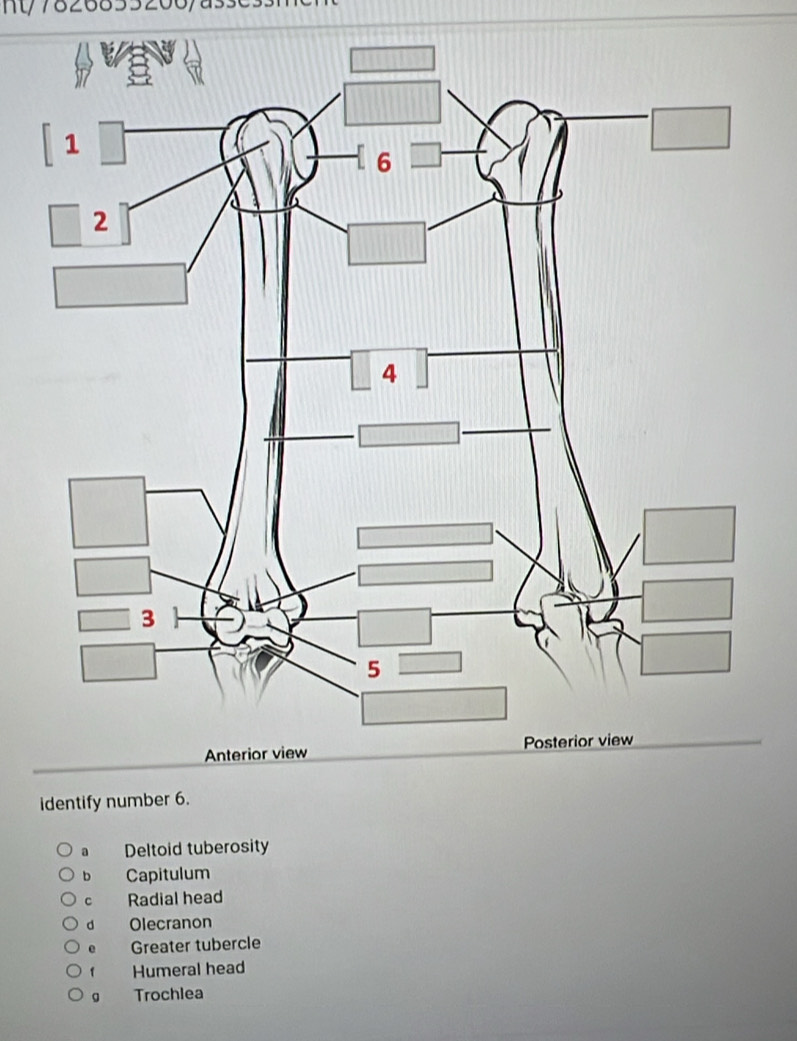 Solved: identify number 6. a Deltoid tuberosity b Capitulum c Radial ...