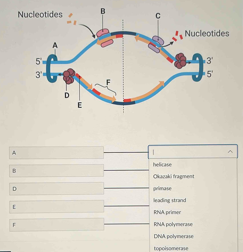 Solved: A ^ helicase B Okazaki fragment D primase leading strand E RNA ...