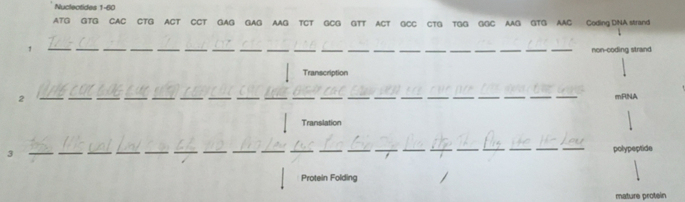Solved: Nuclectides 1-60 ATG GTG CAC CTG ACT CCT GAG GAG AAG TCT GCG ...