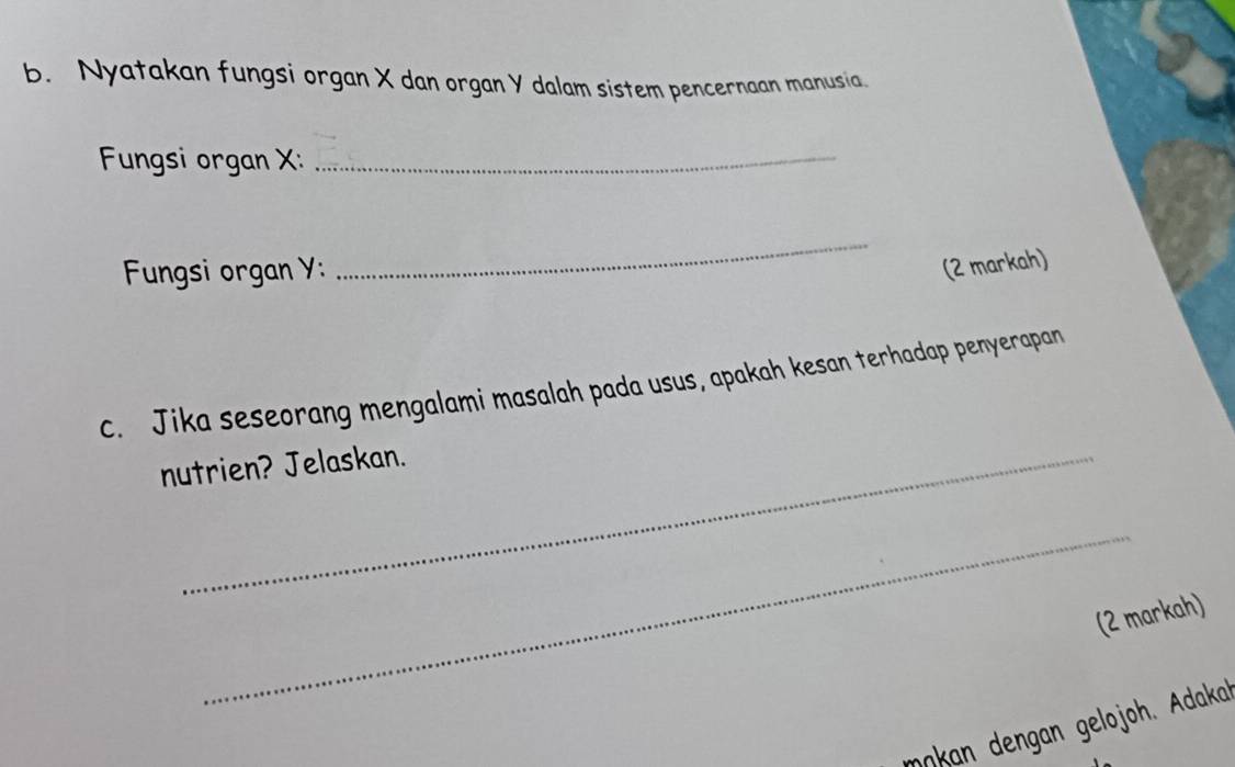 Selesai:Nyatakan fungsi organ X dan organ Y dalam sistem pencernaan ...