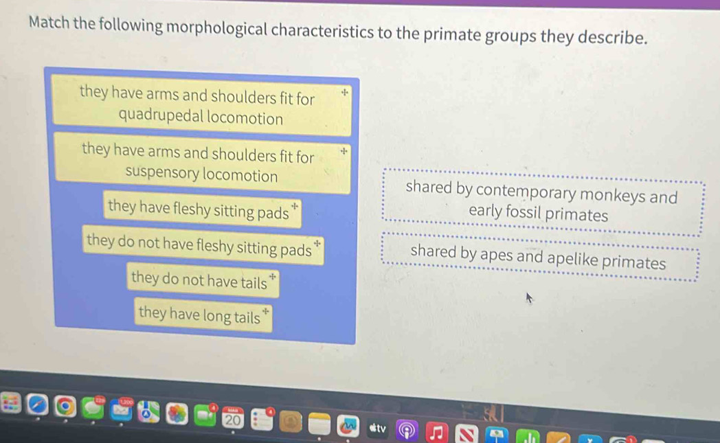 Solved: Match the following morphological characteristics to the ...