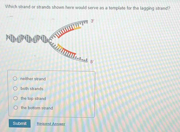 Solved: Which strand or strands shown here would serve as a template ...