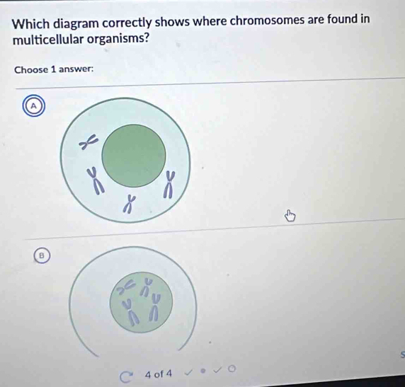 Solved: Which diagram correctly shows where chromosomes are found in ...