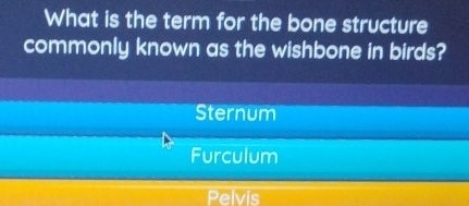 Solved: What is the term for the bone structure commonly known as the ...