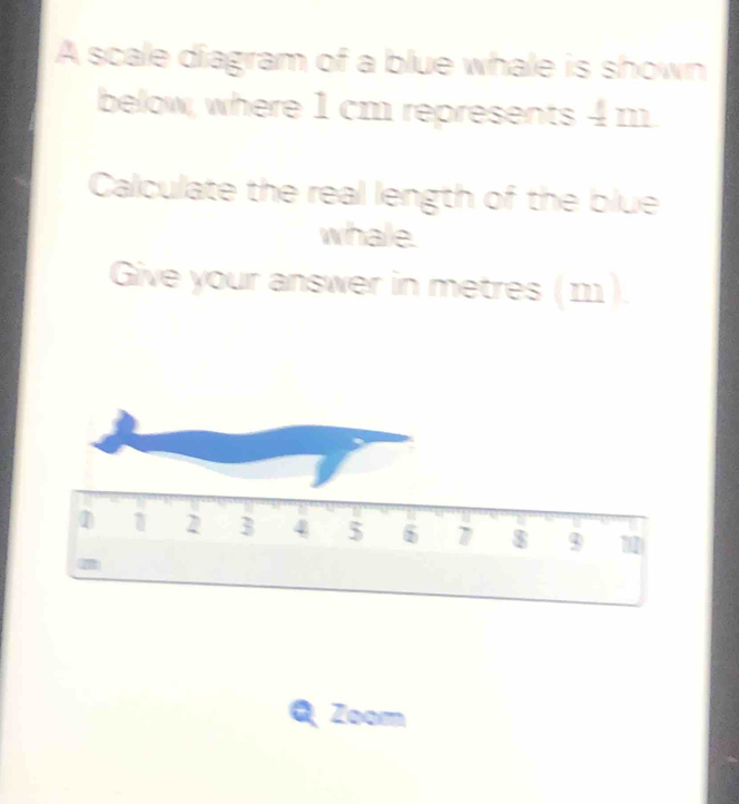 Solved: A scale diagram of a blue whale is shown below, where 1 cm ...