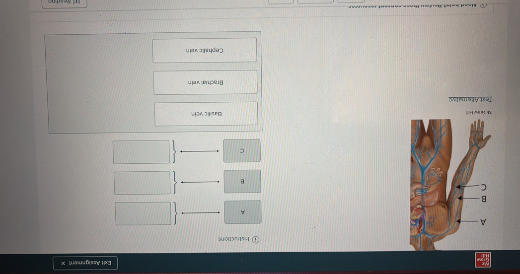 Solved: Exit Assignment × Instructions A B C McGraw Hill Basilic vein Text Alternative Brachial ...
