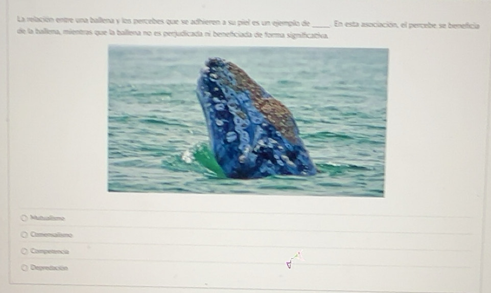 Resuelto:La relación entre una ballena y los percebes que se adhieren a ...